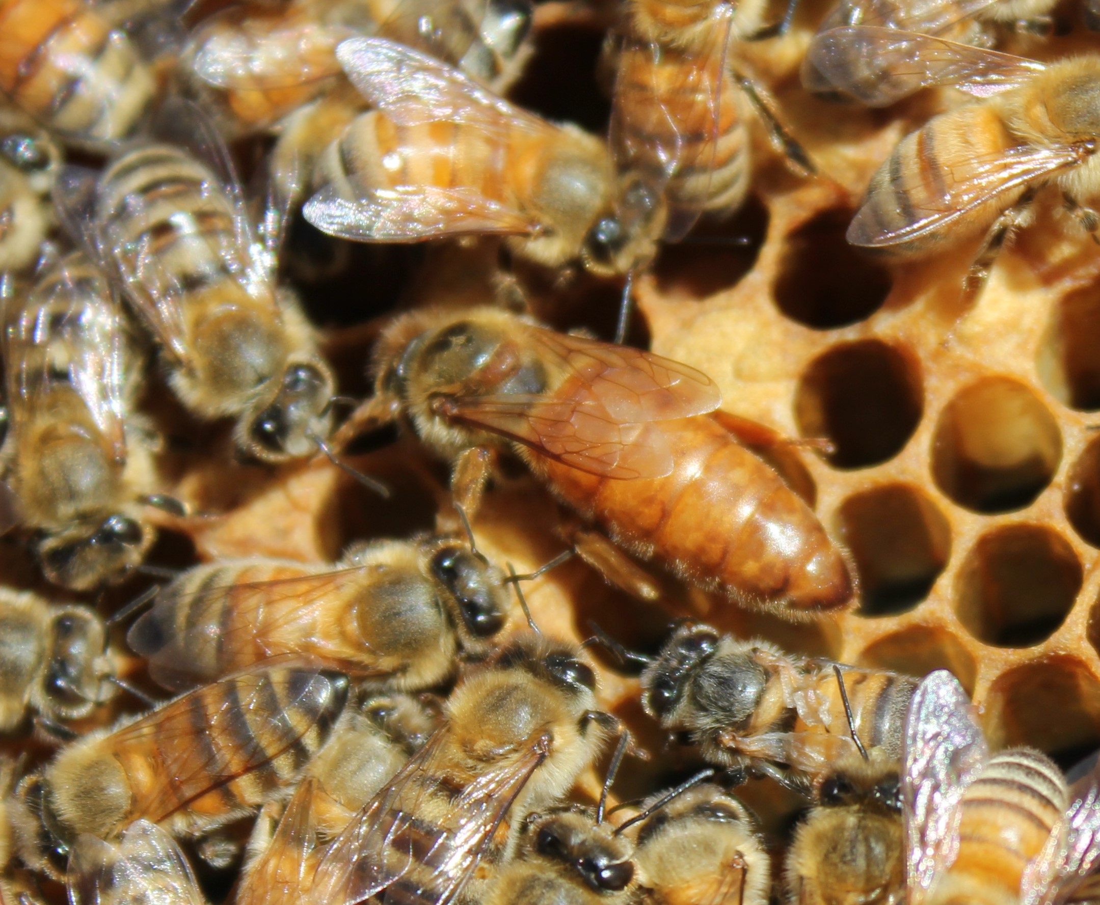 Get information on Queen Breeders, Suppliers, Education, and Clubs.